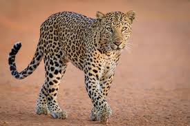Apakah maksud "a leopard can't change its spots"? | Kamus Inggeris ...