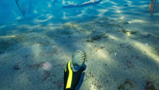 subside는 무엇을 의미하나요? | Lingoland 영한 사전