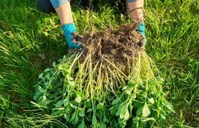 What does "green manure" mean? | Lingoland English-English Dictionary